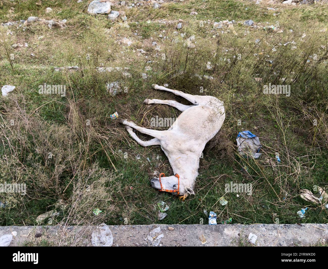 Donkey lying on grass hi-res stock photography and images - Alamy