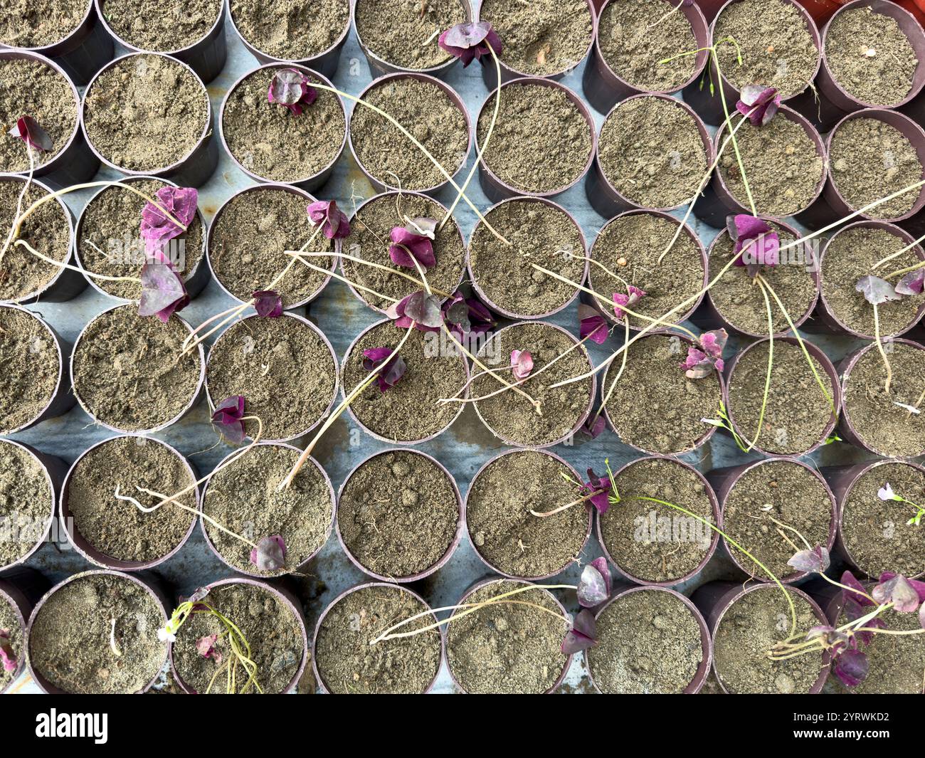 Oxalis propagation hi-res stock photography and images - Alamy