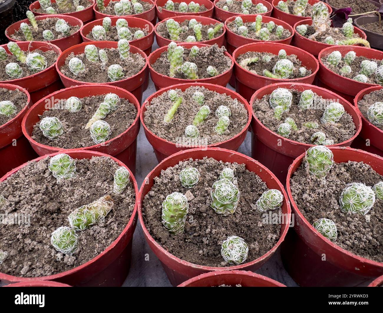 cactus propagation in small plastic pots Stock Photo - Alamy