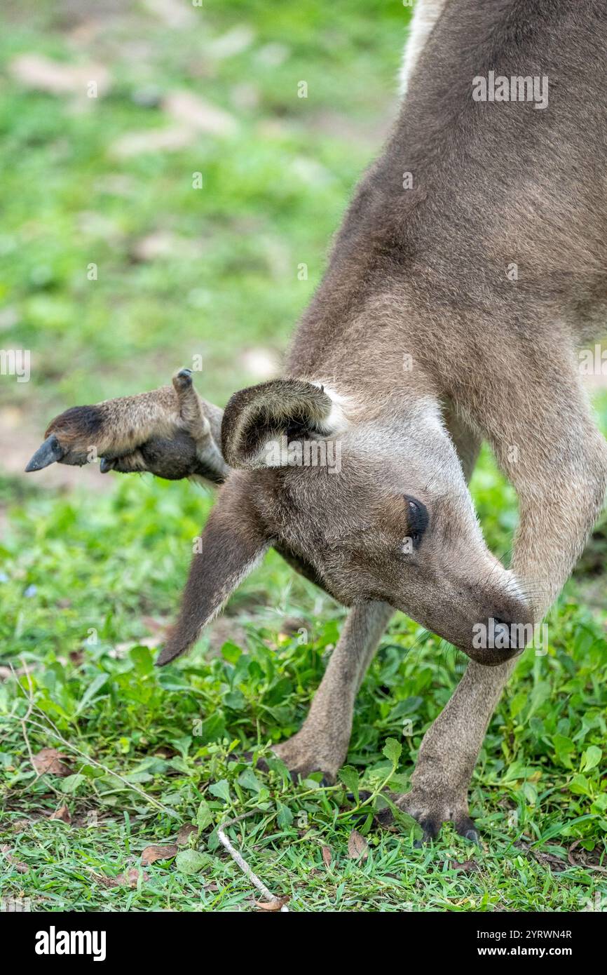 Eastern grey kangaroo (Macropus giganteus) stretching and scratching ...