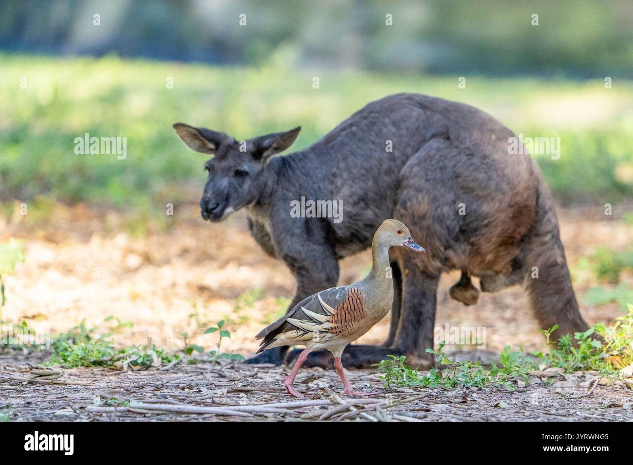 Euro or Common Wallaroo (Macropus robustus robustus) standing in open woodland with Plumed ...