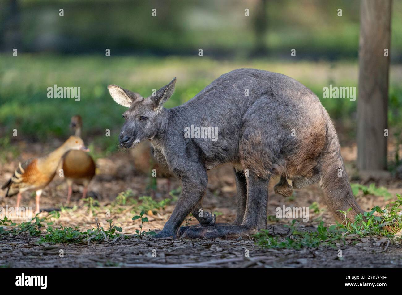 Euro or Common Wallaroo (Macropus robustus robustus) standing in open ...