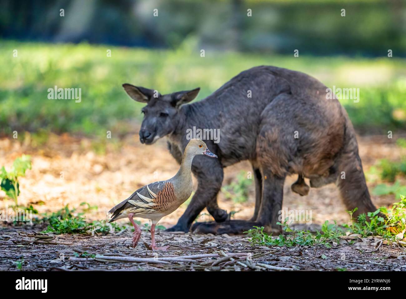 Black wallaroo hi-res stock photography and images - Alamy