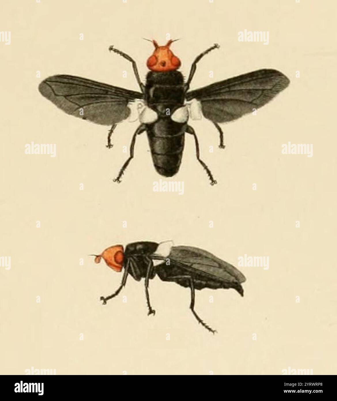 Elephantis hi-res stock photography and images - Alamy