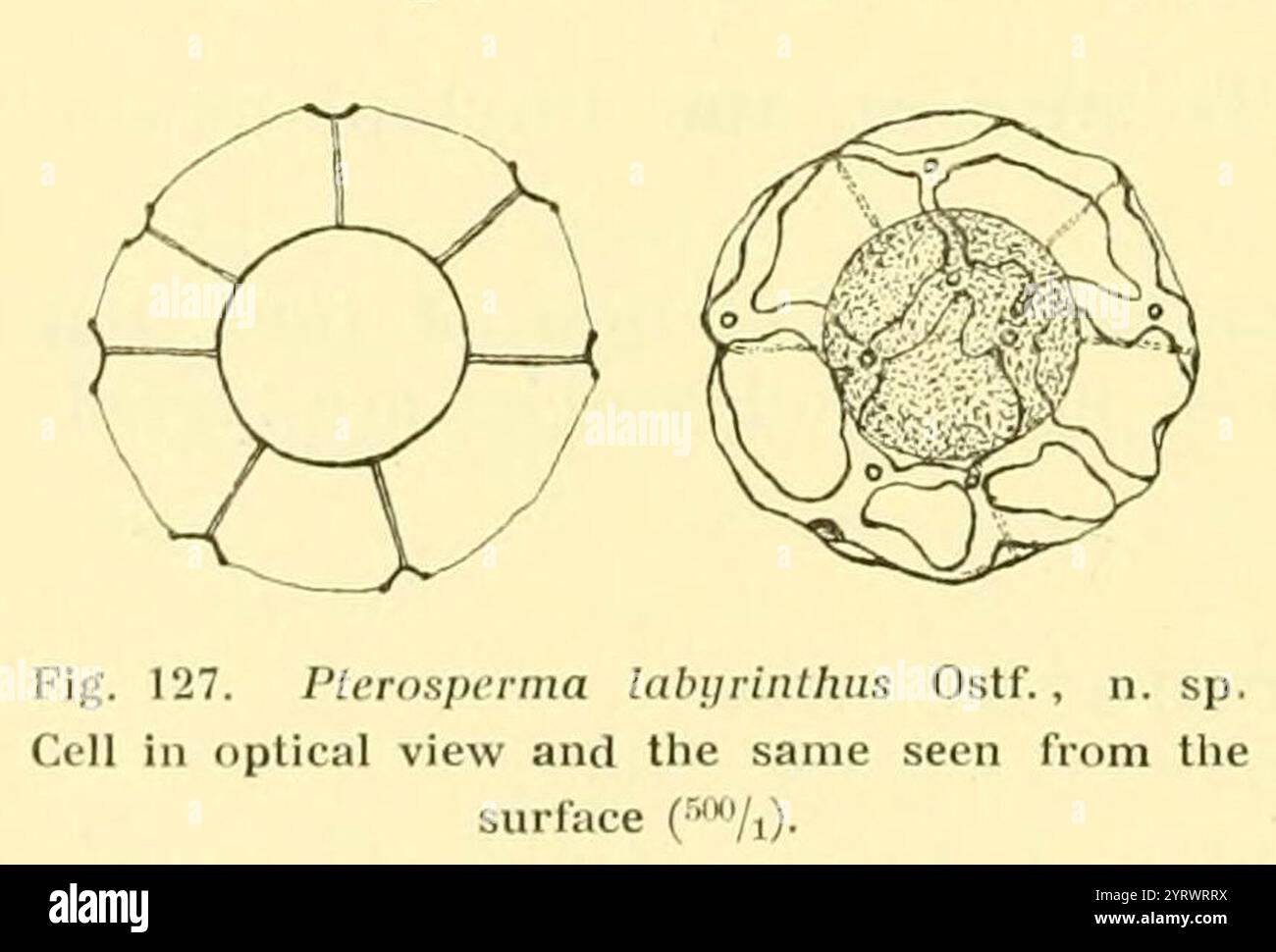 Coccopterum labyrinthus as Pterosperma labyrinthus Stock Photo - Alamy