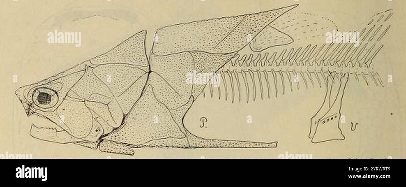 Coccosteus skeleton, from Abel, O. (1912). Grundzüge der Palaeobiologie ...