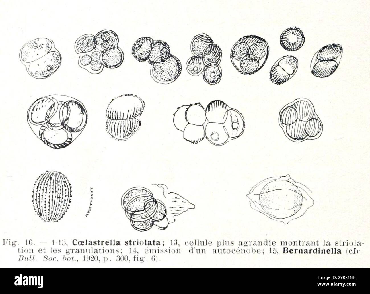 Coelastrella hi-res stock photography and images - Alamy