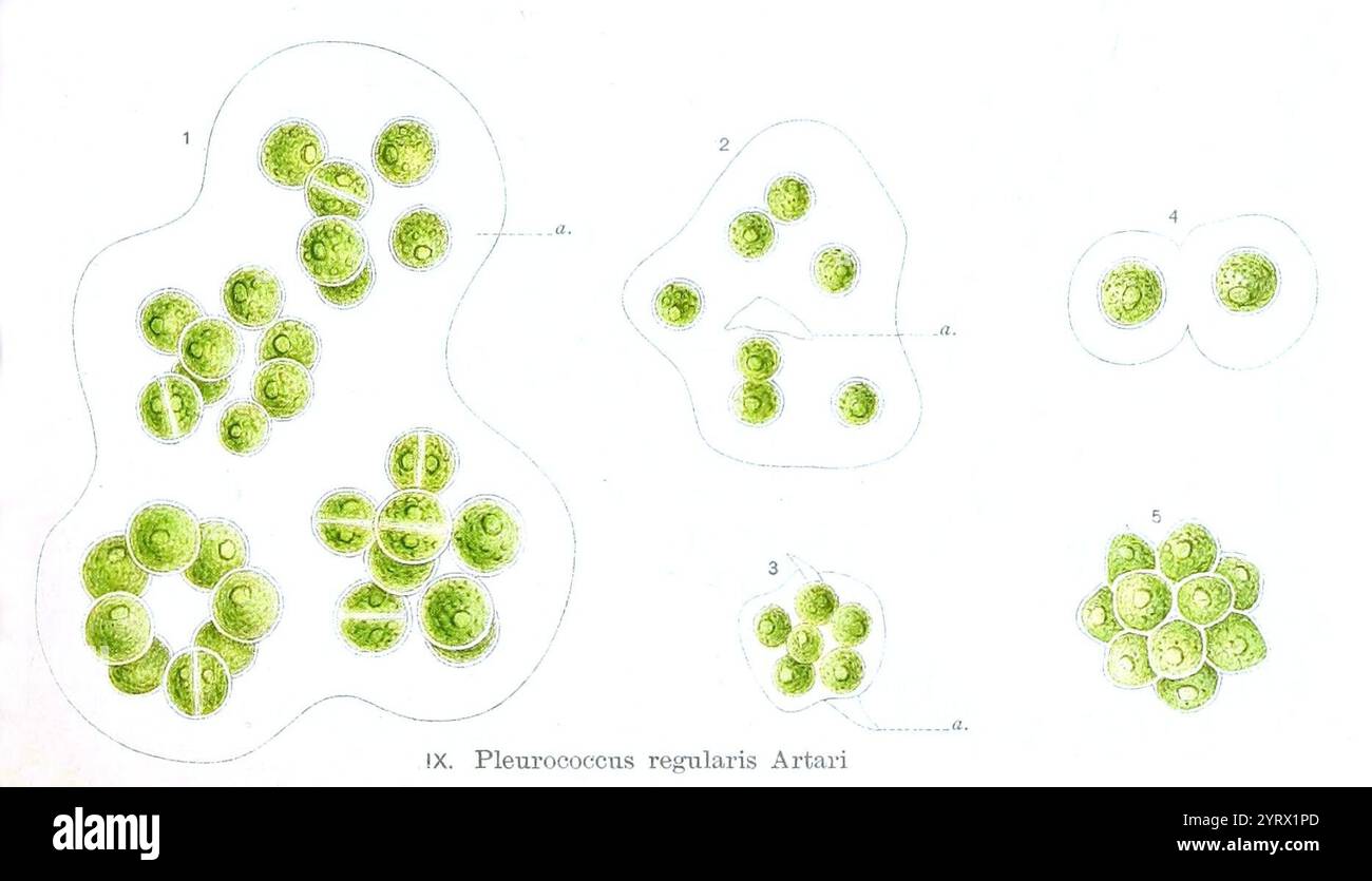 Coelastrum microporum as Pleurococcus regularis Stock Photo - Alamy