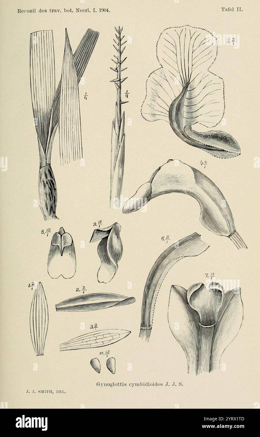 Coelogyne cymbidioides Rchb.f. (as Gynoglottis cymbidioides (Rchb.f.) J ...