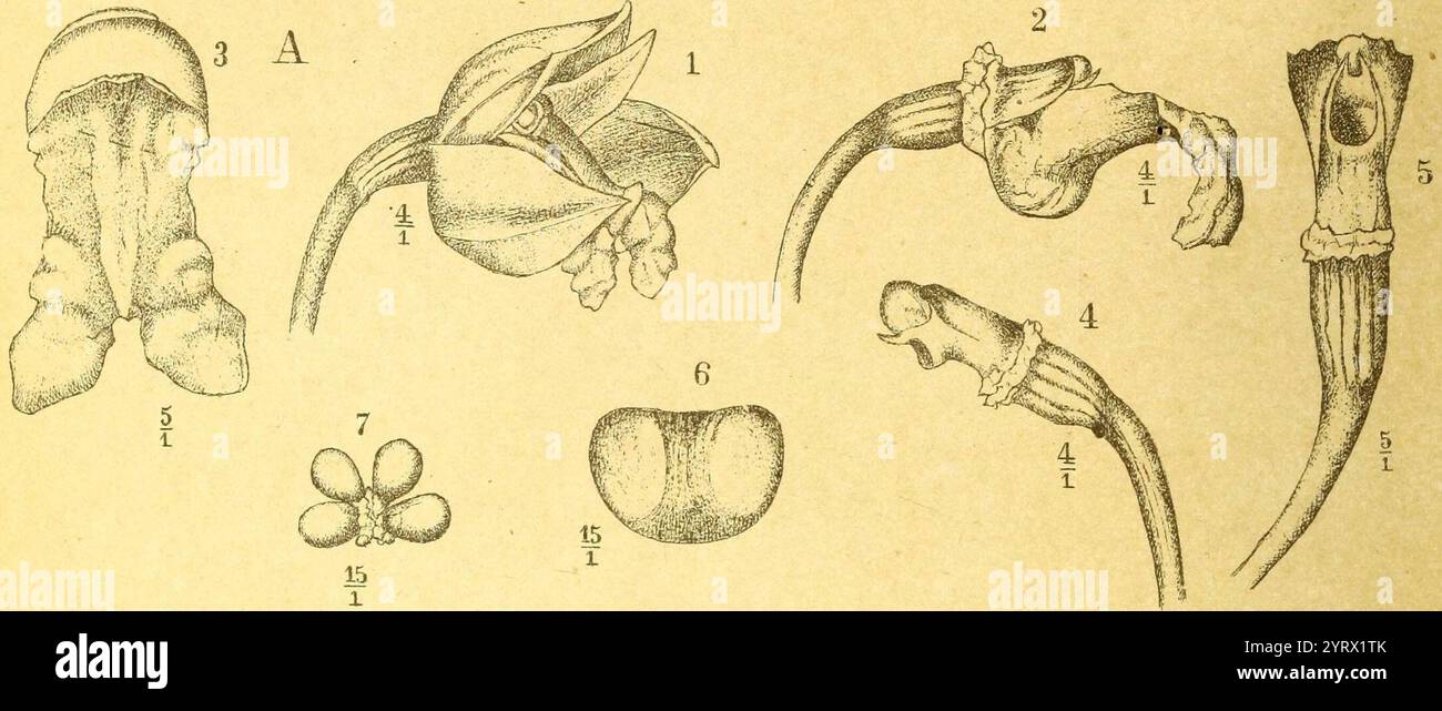Coelogyne edii R.Rice (as Pholidota sulcata J.J.Sm.) - Icones Bogorienses 2 Pl CVII fig. A (1903 ...