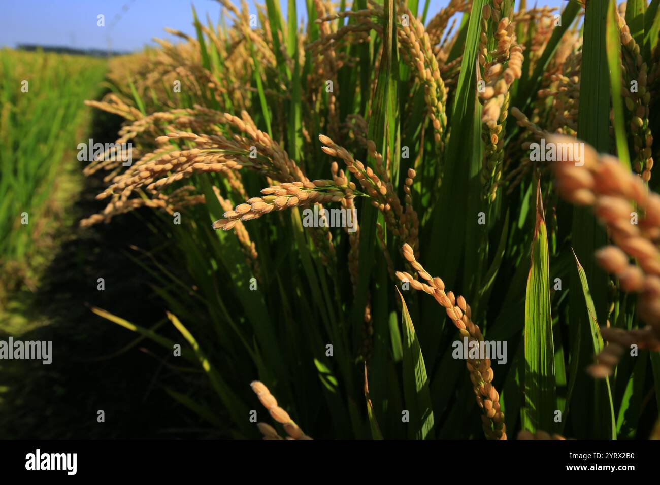 The autumn rice fields Stock Photo - Alamy