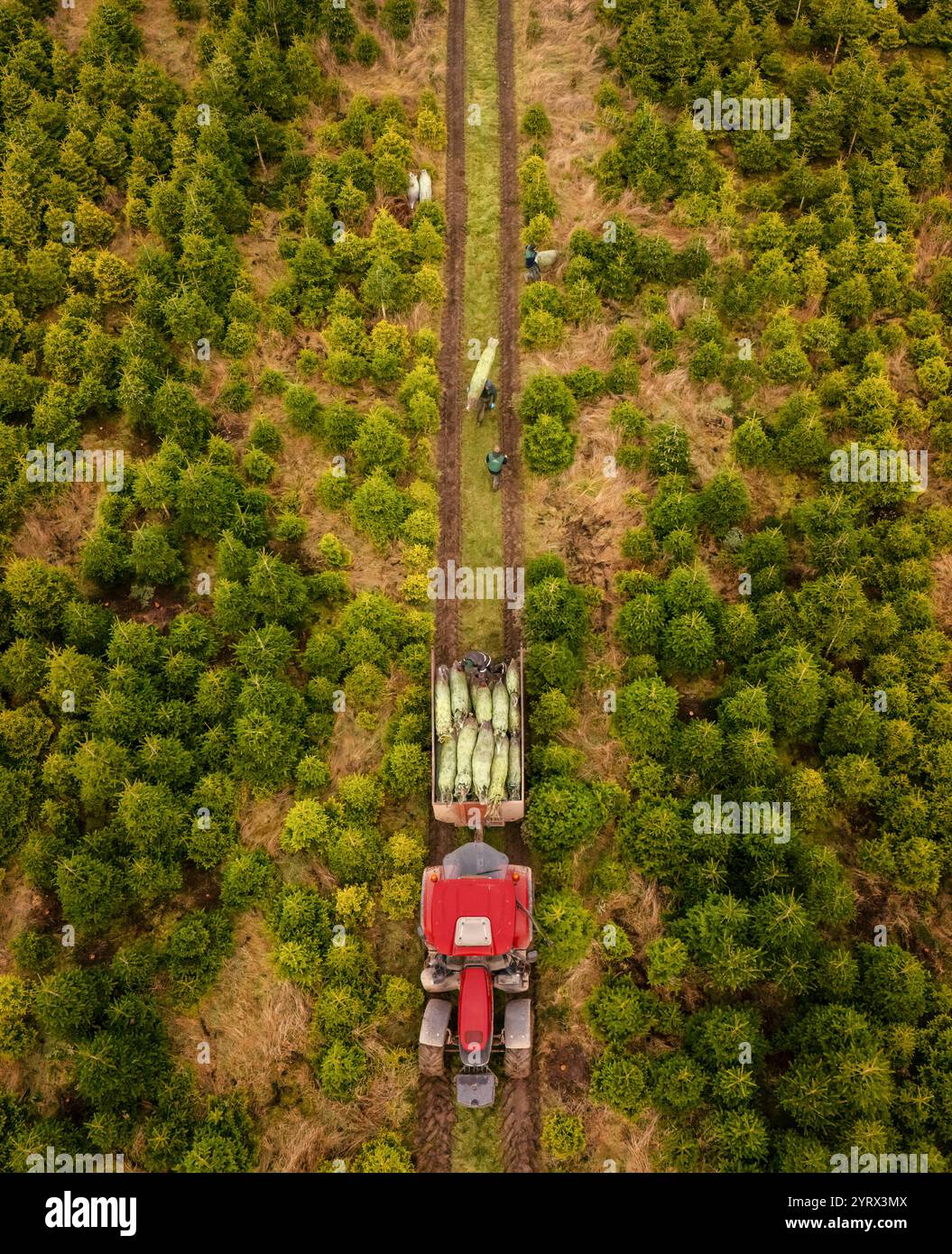 Christmas trees are harvested at Stockeld Park, Yorkshire's largest ...