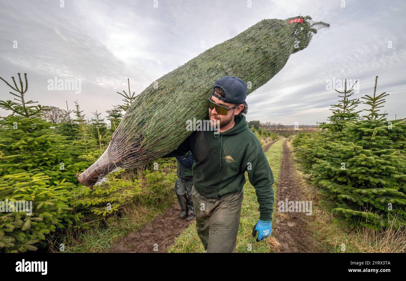 Patrick Gough harvests Christmas trees at Stockeld Park, Yorkshire's ...