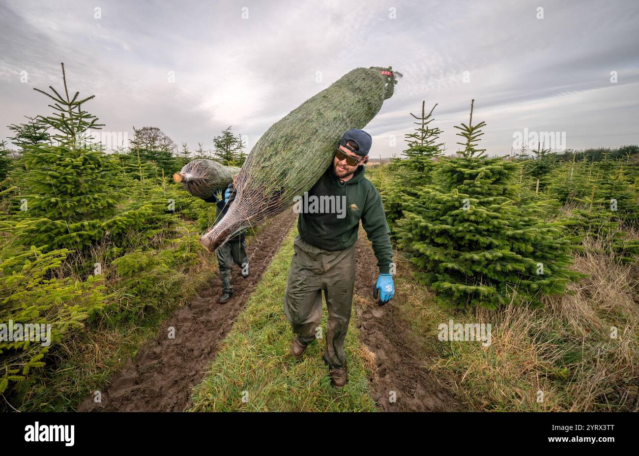 Patrick Gough harvests Christmas trees at Stockeld Park, Yorkshire's ...