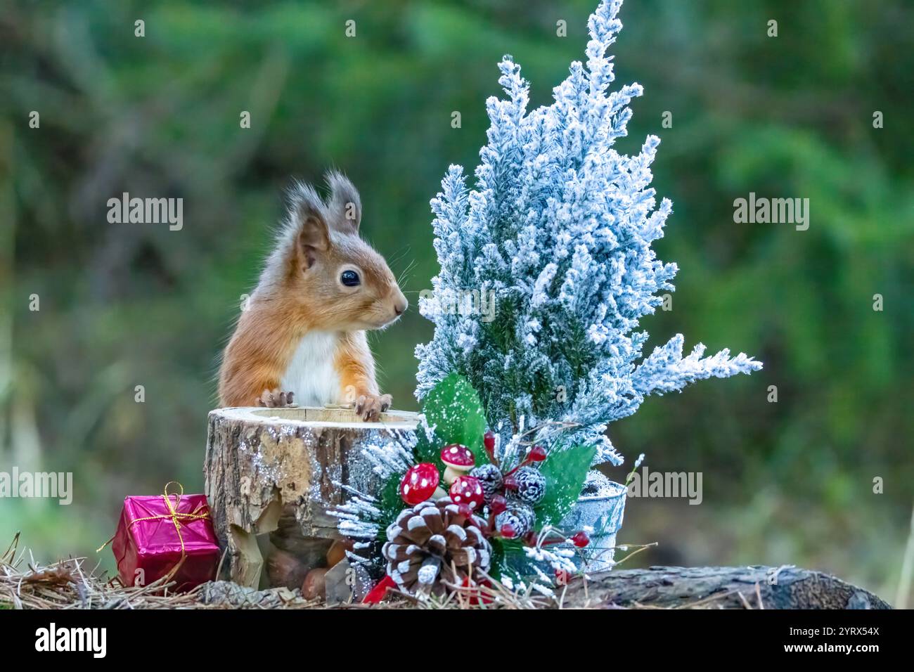 Cute little scottish red squirrel in a winter wonderland Christmas ...