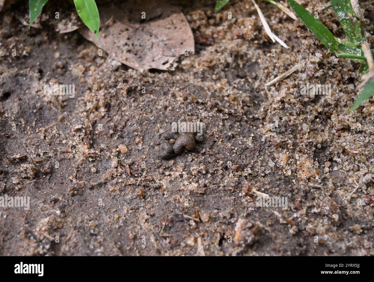 Excretion of earthworms hi-res stock photography and images - Alamy