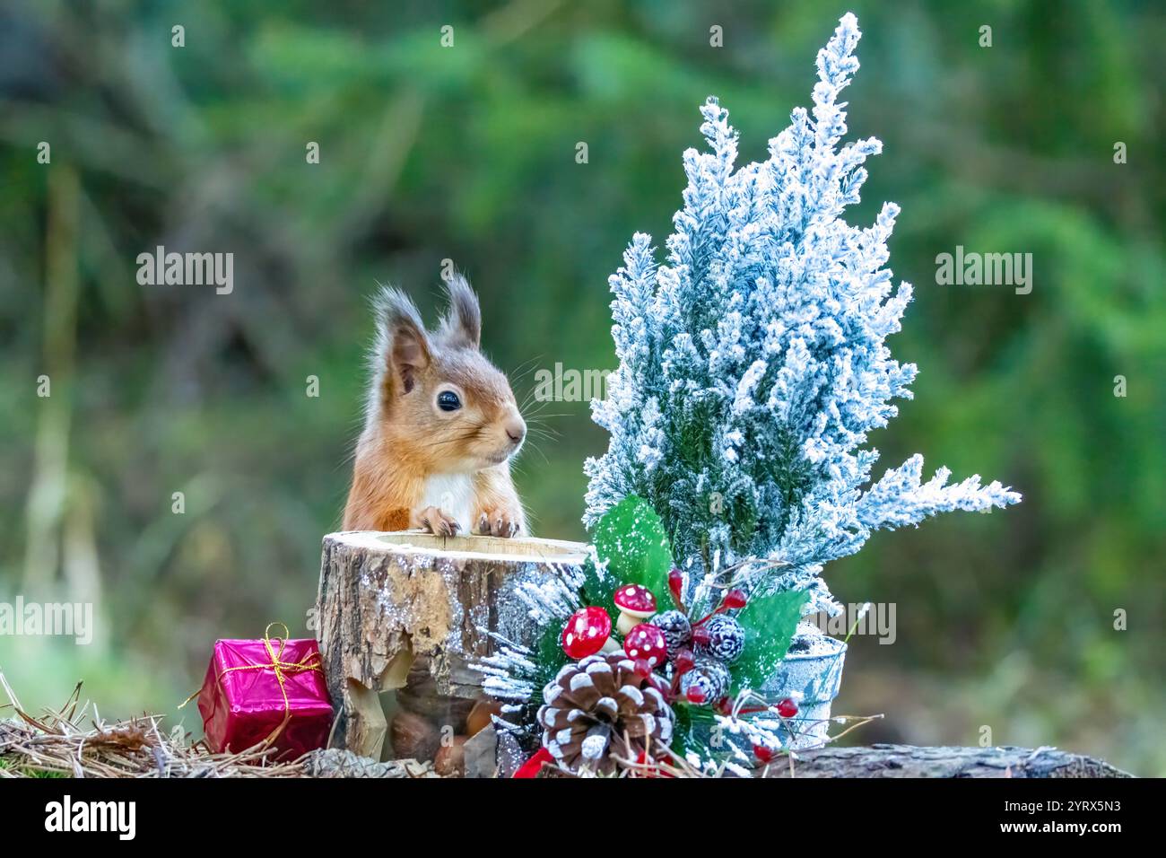 Cute little scottish red squirrel in a winter wonderland Christmas ...