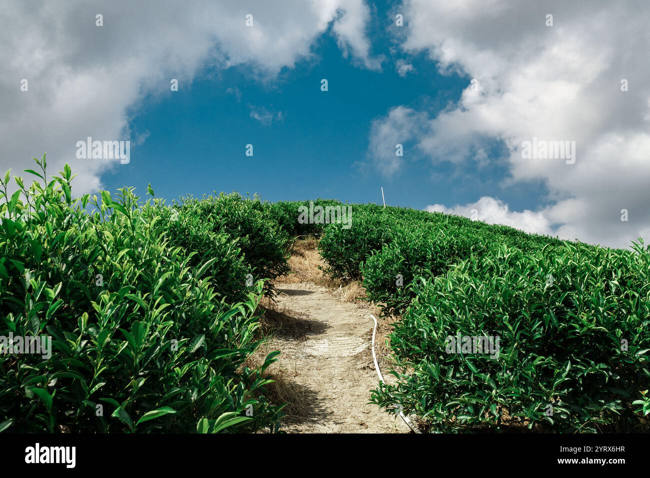 A beautiful scenic pathway that winds through lush green hills under a ...