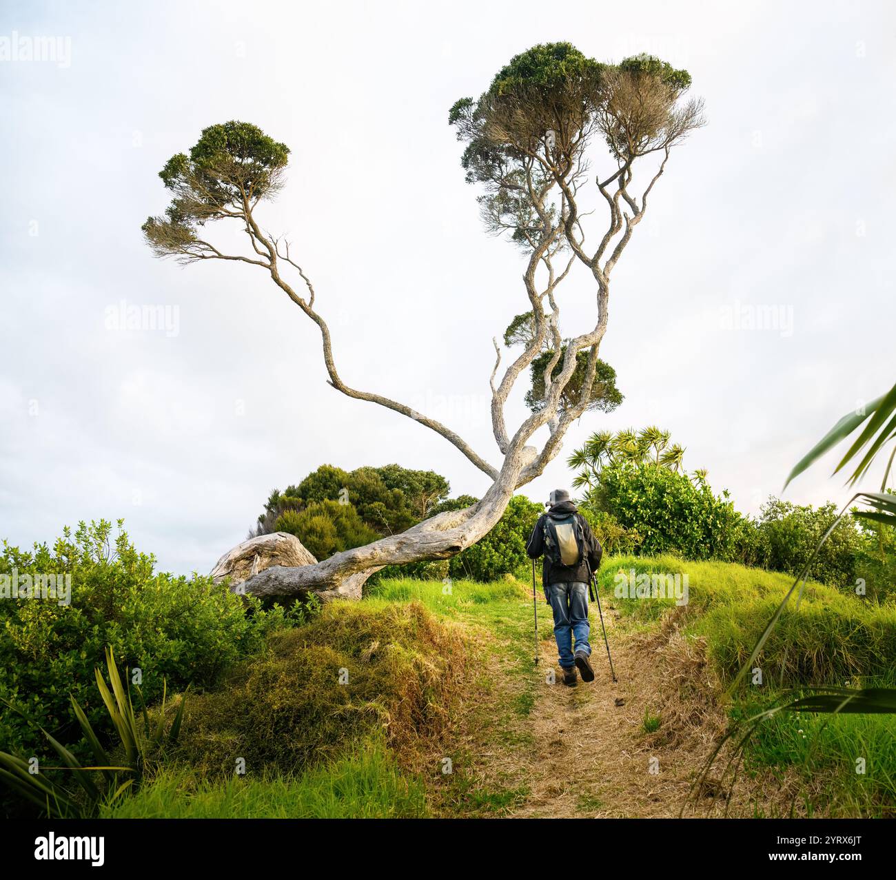 Man walking on Tapeka Point Track. Russell. Bay of Islands Stock Photo ...