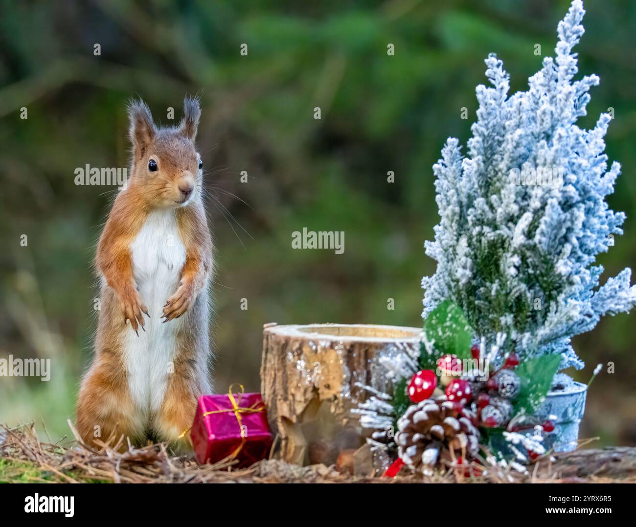 Cute little scottish red squirrel in a winter wonderland Christmas ...