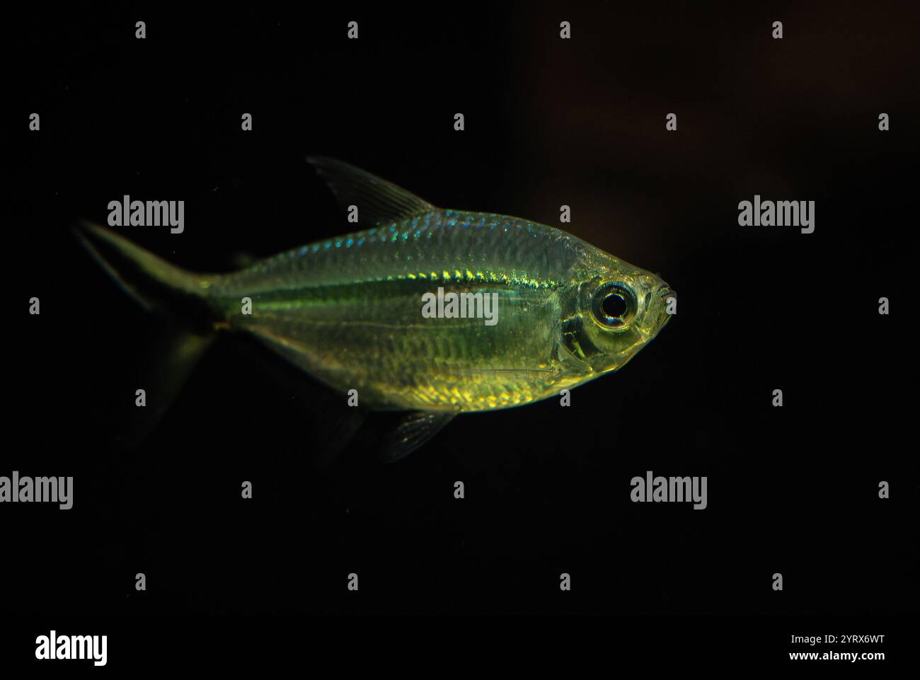 Gold Tetra - Hemigrammus rodwayi, small beautiful freshwater fish ...