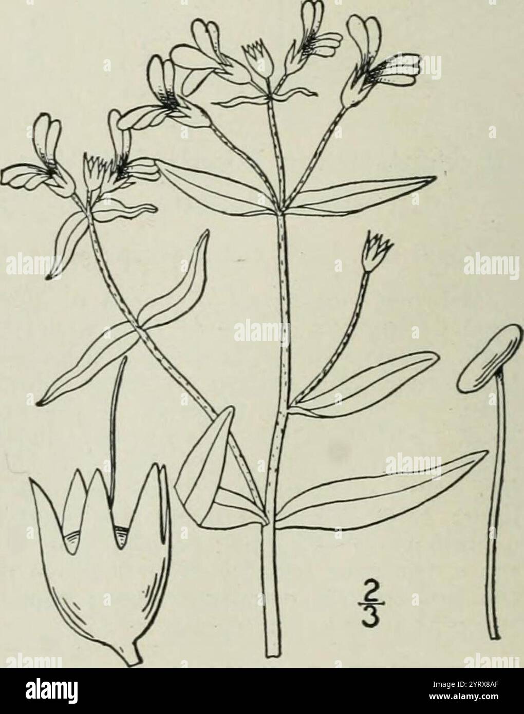 Collinsia hi-res stock photography and images - Alamy