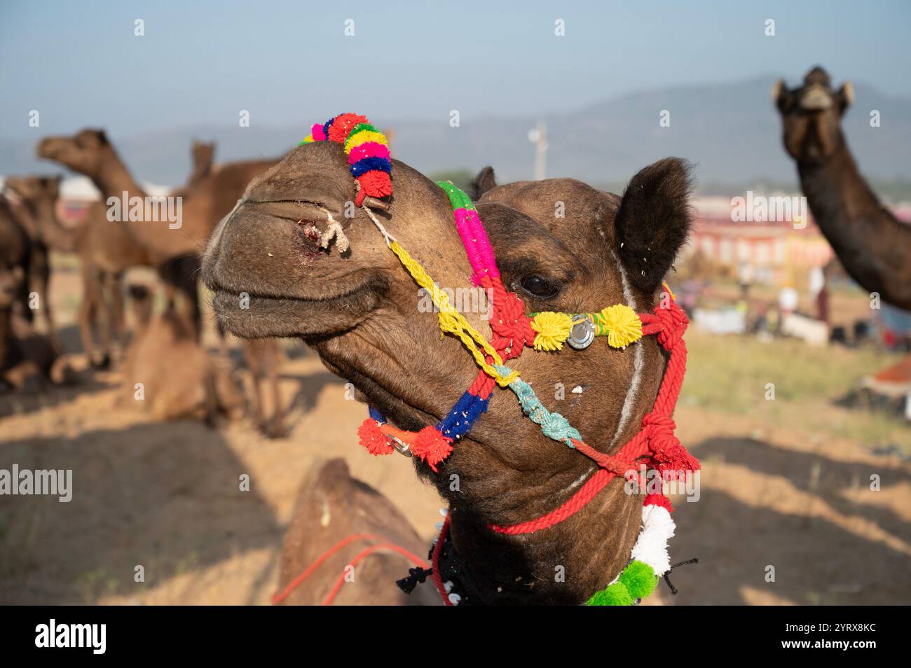Pushkar Fair, Rajasthan, India Stock Photo - Alamy