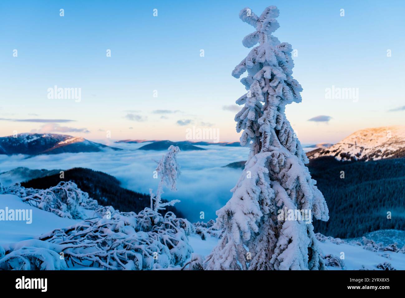 Mountain winter scene with frozen pine screen desktop wallpaper, book ...