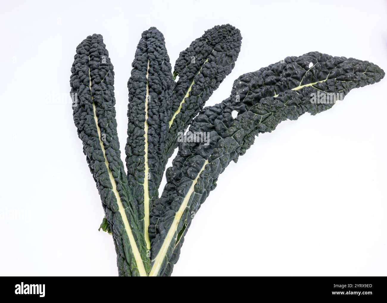 Lacinato kale or known as Tuscan Kale Stock Photo - Alamy