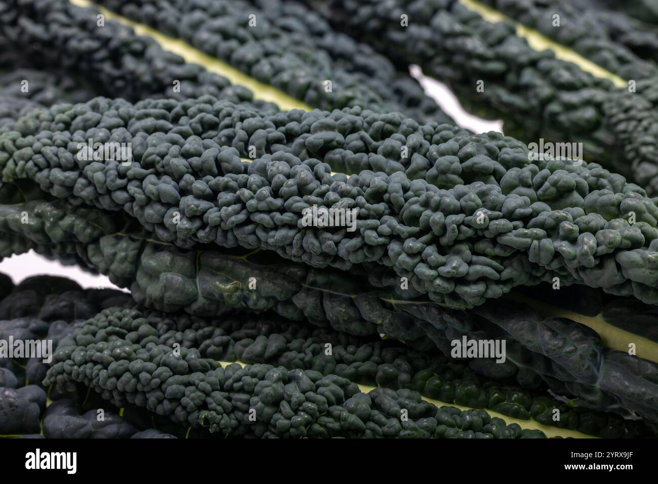 Dinosaur eating vegetables hi-res stock photography and images - Alamy