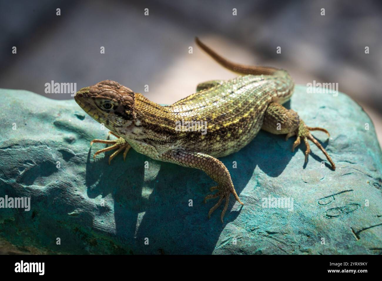 Lizard on the Holocaust Memorial of the Greater Miami Jewish Federation ...