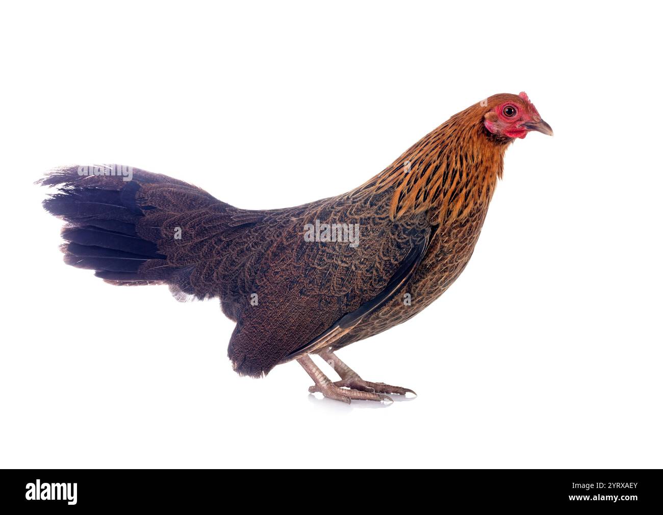 bantam chicken pictave in front of white background Stock Photo - Alamy