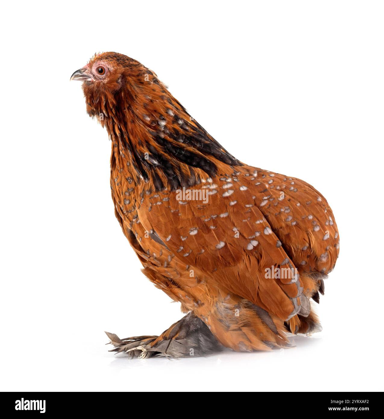 everberg barbu in front of white background Stock Photo - Alamy