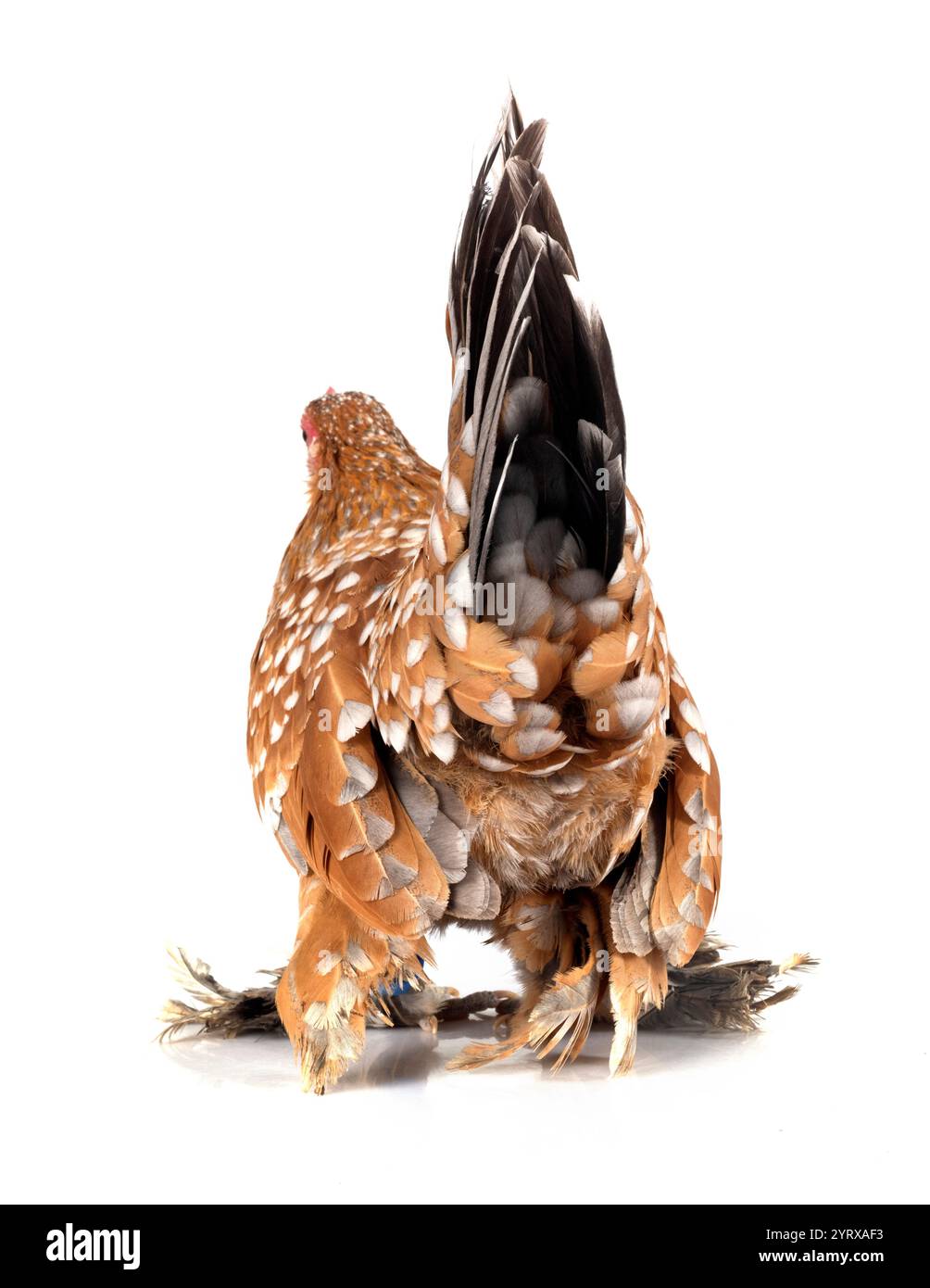 Booted Bantam in front of white background Stock Photo - Alamy