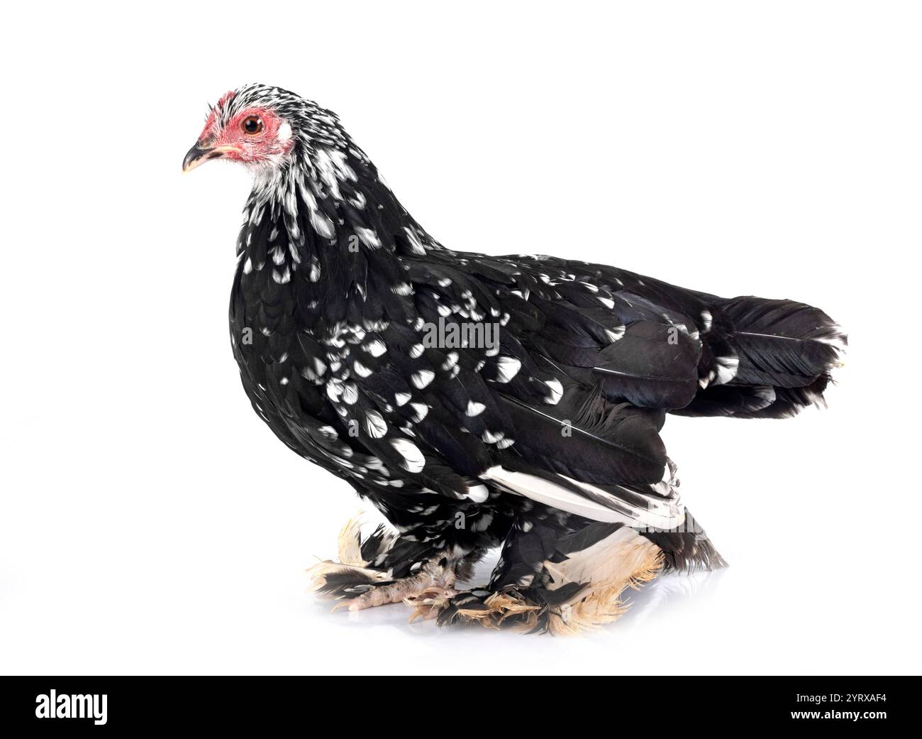 Booted Bantam in front of white background Stock Photo - Alamy