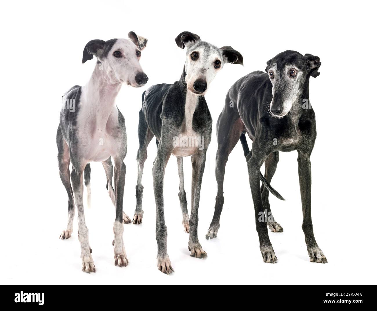 Galgo Espanol in front of white background Stock Photo - Alamy