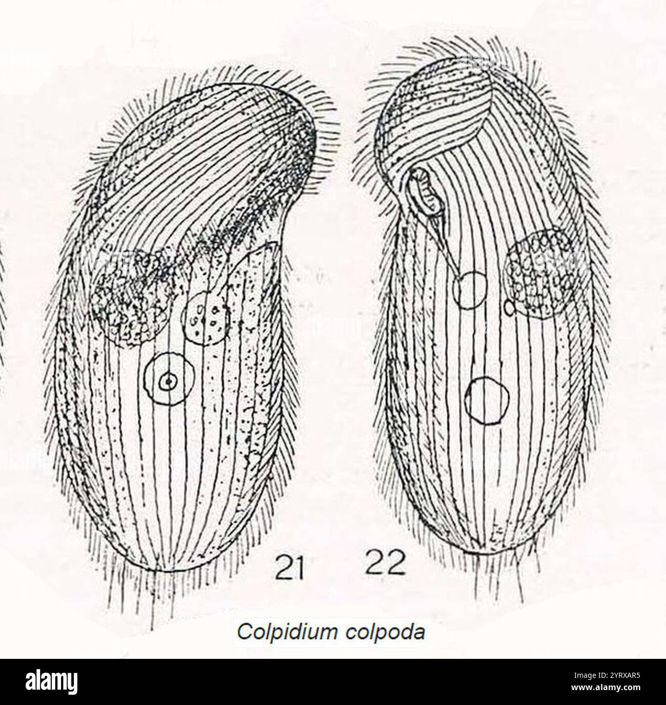 Colpoda hi-res stock photography and images - Alamy
