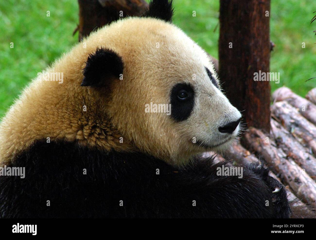 The giant panda (Ailuropoda melanoleuca), native to south central China ...