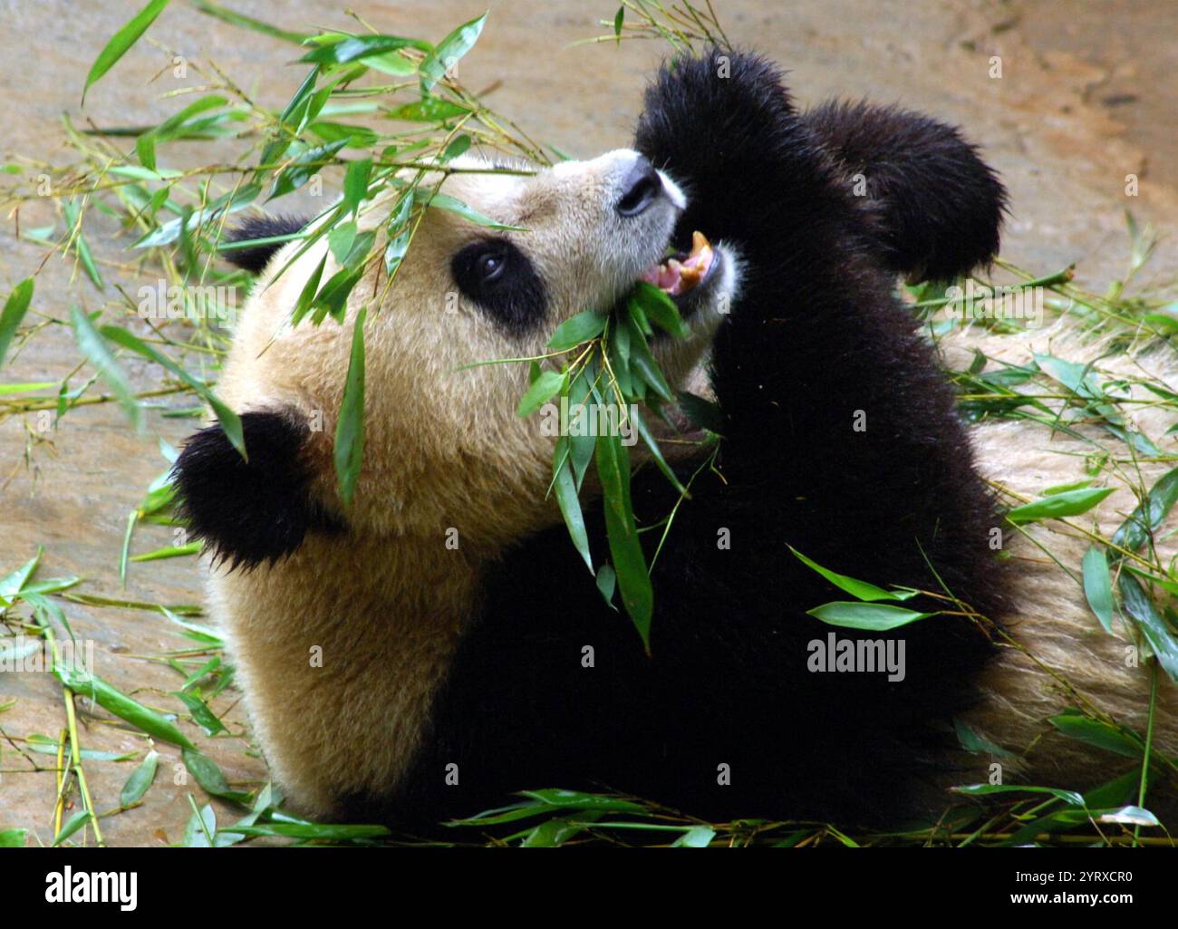 The giant panda (Ailuropoda melanoleuca), native to south central China ...
