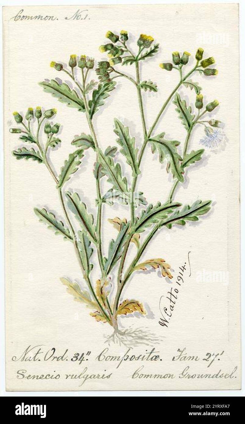 Common groundsel senecio vulgaris hi-res stock photography and images ...