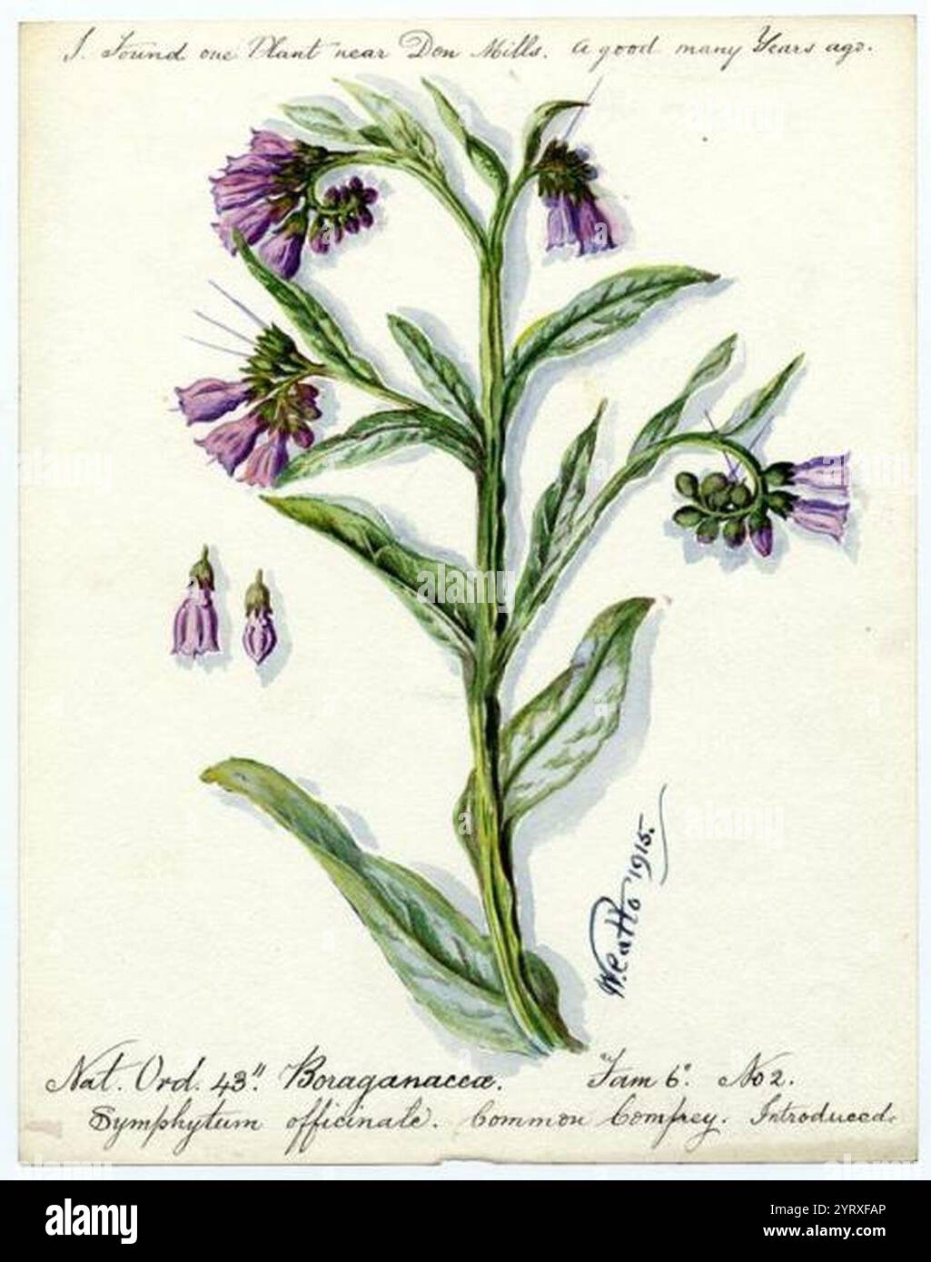 Common Comfrey (Boraginaceae Symphytum officinale) - William Catto ...