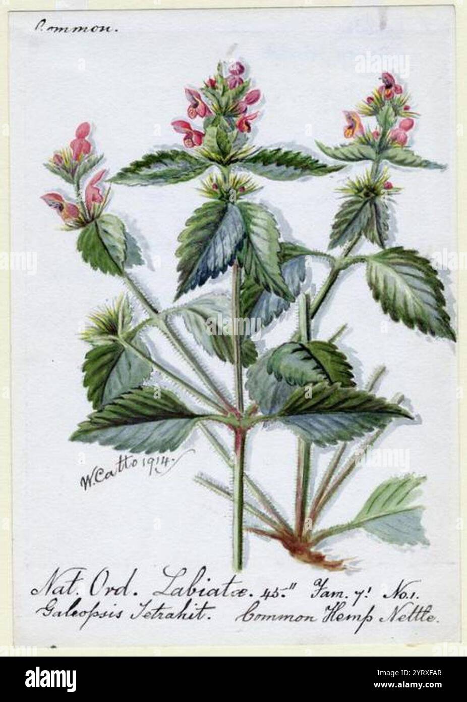 Common Hemp Nettle - William Catto Stock Photo - Alamy