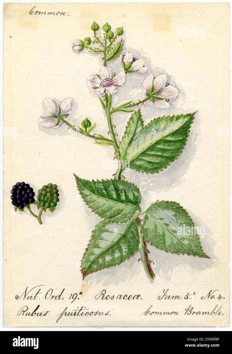 Common Bramble (rubus fruiticosus) - William Catto Stock Photo - Alamy