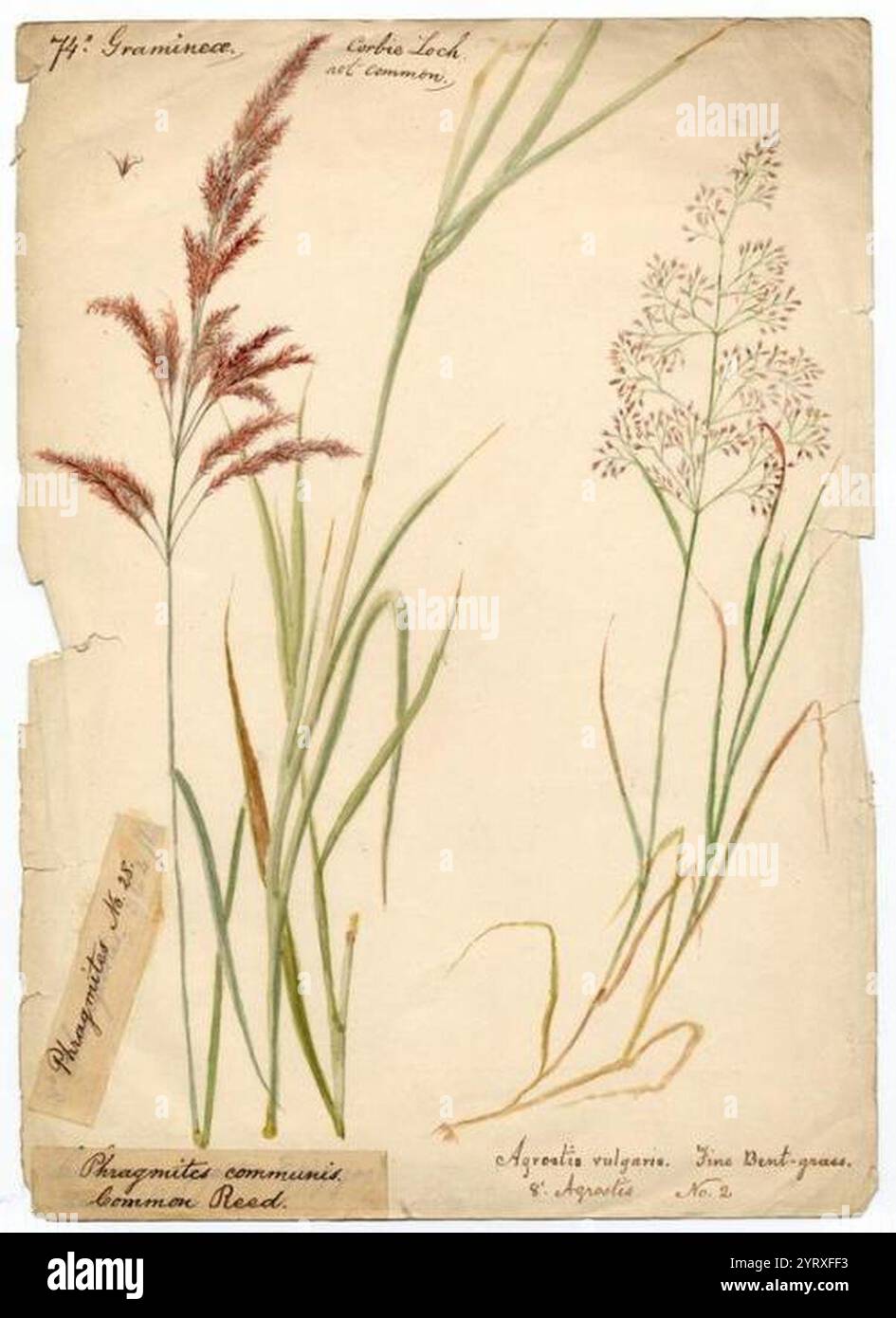 Common Reed and Fine Bent-grass - William Catto Stock Photo - Alamy