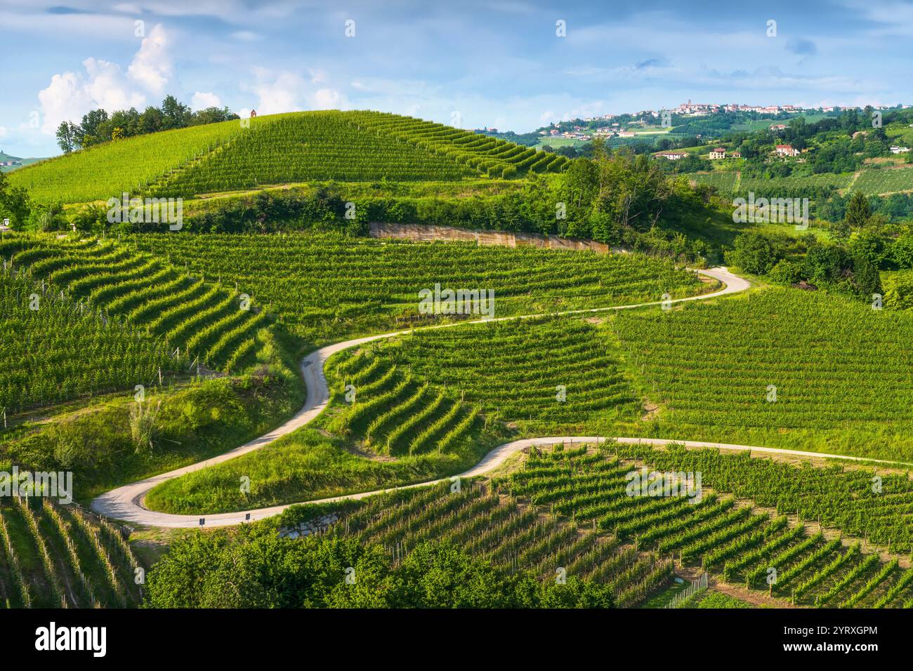 Langhe vineyards and a winding road. Sinio, province of Cuneo, Piedmont ...