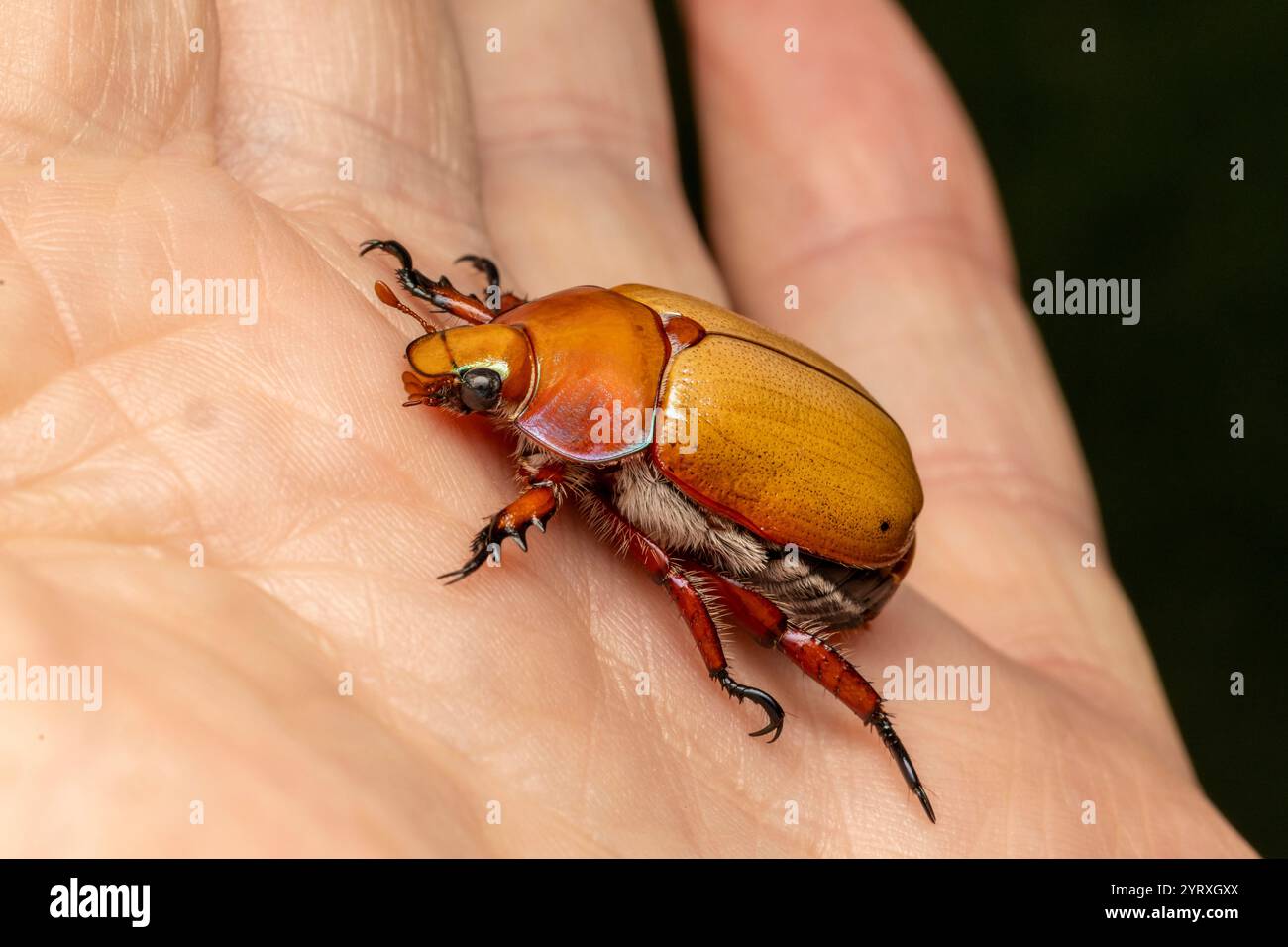 Christmas beetle australia hi-res stock photography and images - Alamy