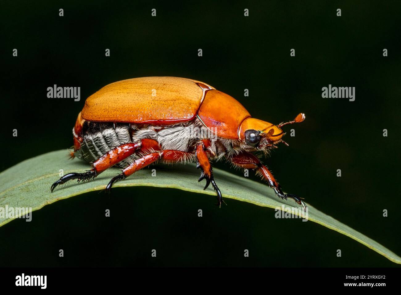 Australian Christmas Beetle on a Gum Tree leaf Stock Photo - Alamy