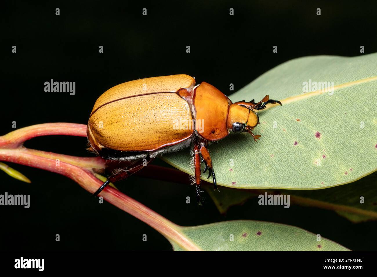Australian Christmas Beetle on a Gum Tree leaf Stock Photo - Alamy