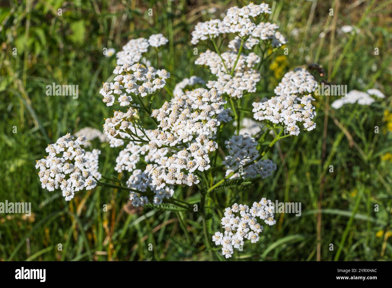 Achillea multifolia hi-res stock photography and images - Alamy