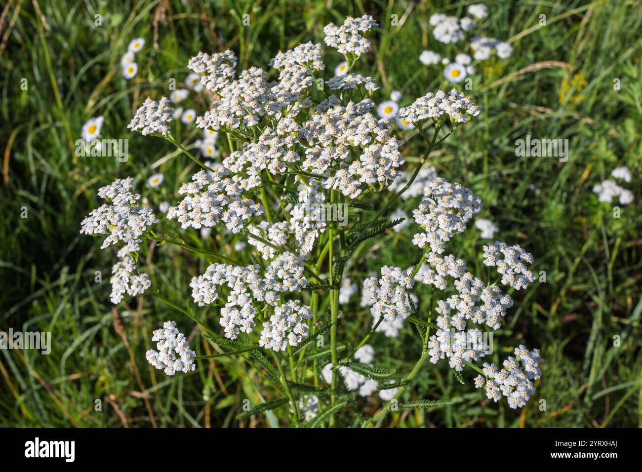 Captivating close-up of white Achillea flowers. Delicate blooms ...